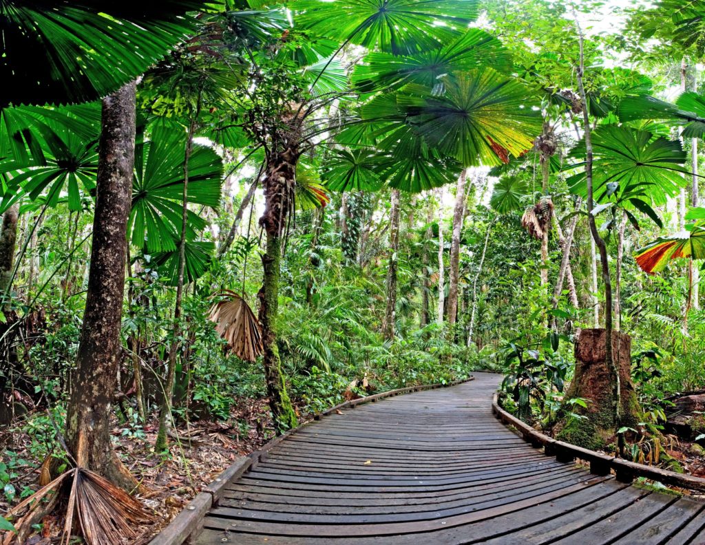 Start your mornings with meditation in the Sea Acres Rainforest Center ...